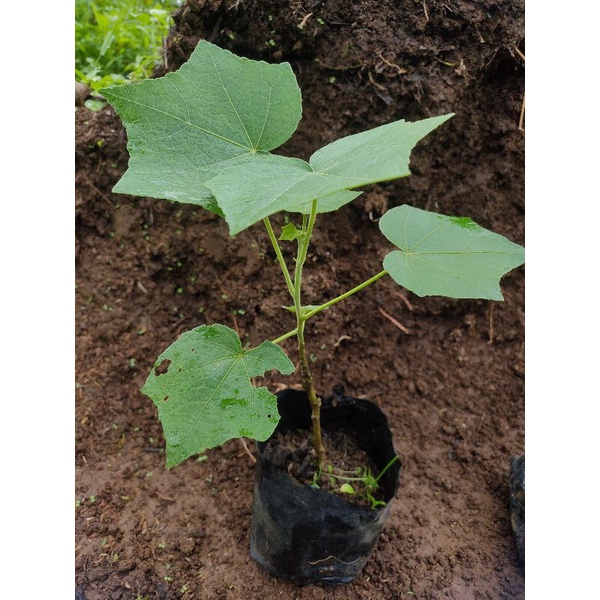 Jual waru landak stek bibit tanaman bunga waru landak pohon waru landak ...