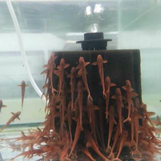 Jual Ikan red lizard (sapu2 helikopter) | Shopee Indonesia