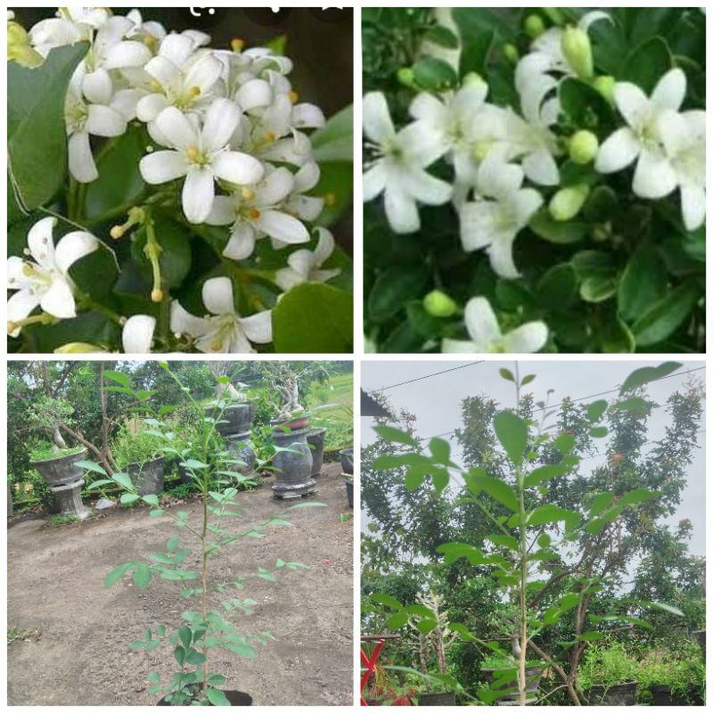Jual Tanaman Hias Kemuning Jepang Sekarjagadjogja Murraya Paniculata ...