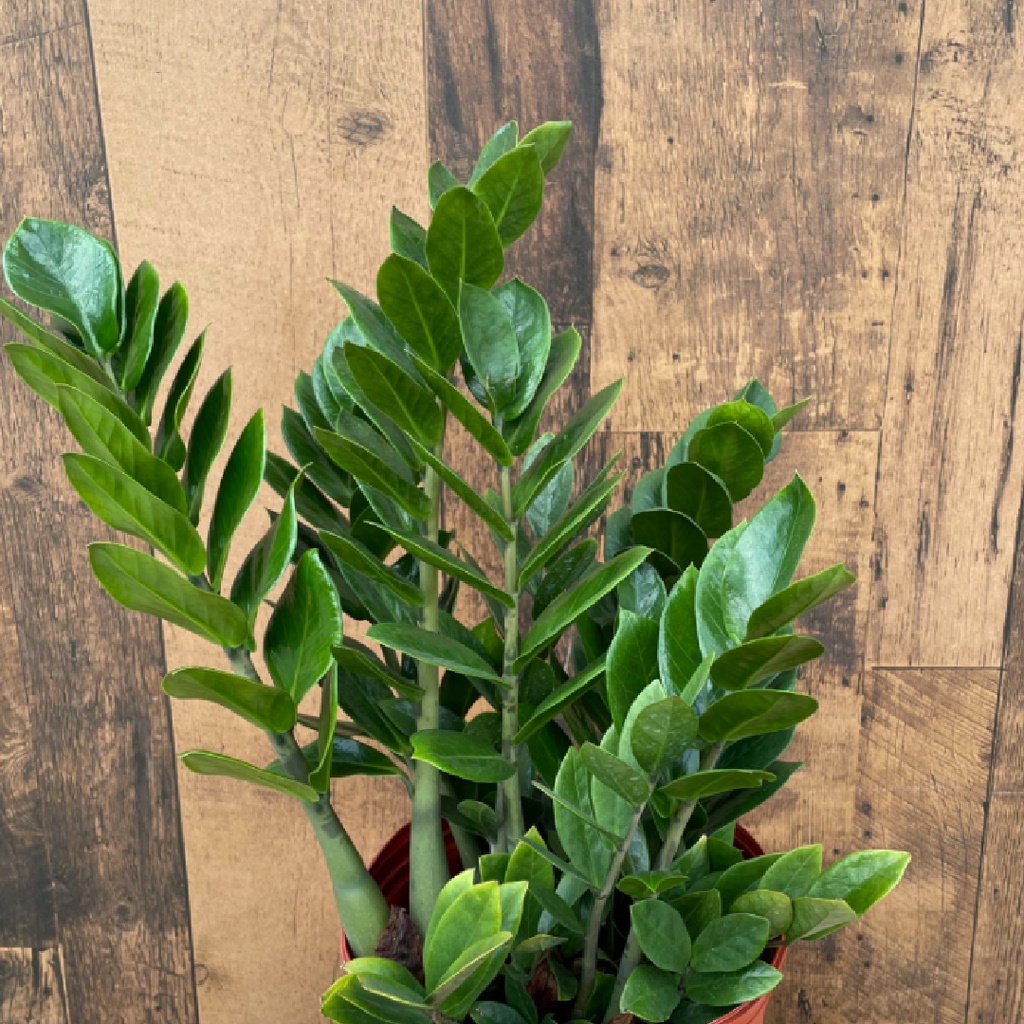 Jual Tanaman Hias ZZ Plant Zamioculcas Zamiifolia - Daun Dolar Zimia ...