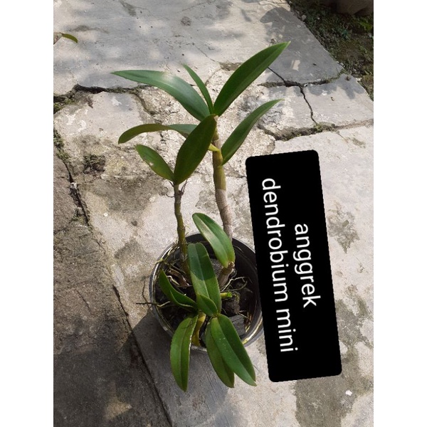 Jual anggrek dendrobium mini NO id | Shopee Indonesia