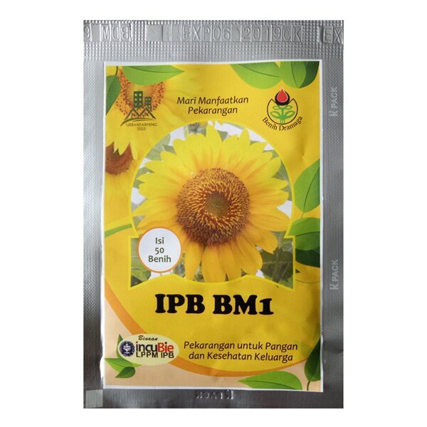 Jual Bibit Bunga Matahari IPB BM1 Biji Benih Sunflower Tanaman Hias Dramaga | Shopee Indonesia