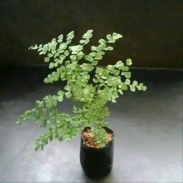 Jual Tanaman Hias Suplir - Pohon Suplir hias | Shopee Indonesia