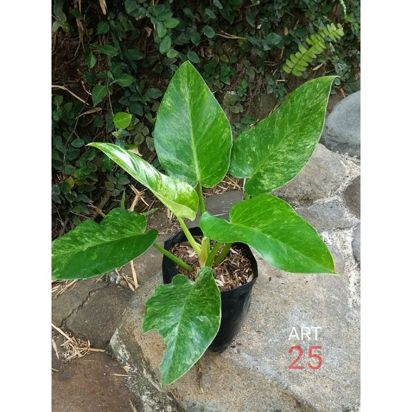 Jual Philodendron Giganteum Marble Variegata Philo Marbel Varigata Real ...