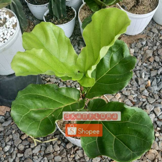 Jual Tanaman Hias Ketapang Biola | Ficus lyrata | Shopee Indonesia