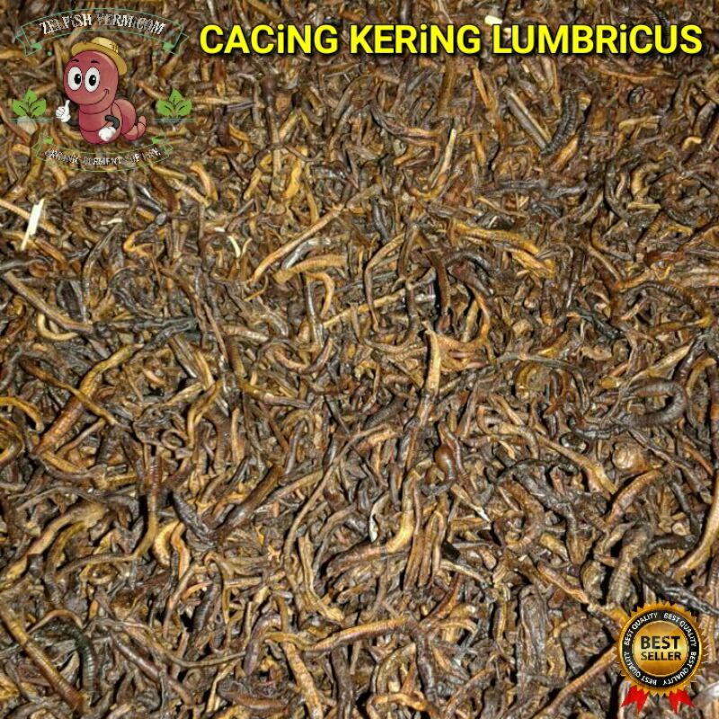 Jual Cacing Kering Lumbricus/Tiger/Anc untuk obat tipes dll | Shopee ...