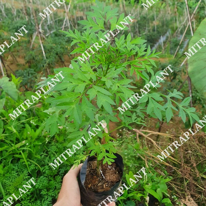 Jual Bibit Tanaman Daun Kenikir - Pohon Ulam Raja/Ramidang - Tanaman ...