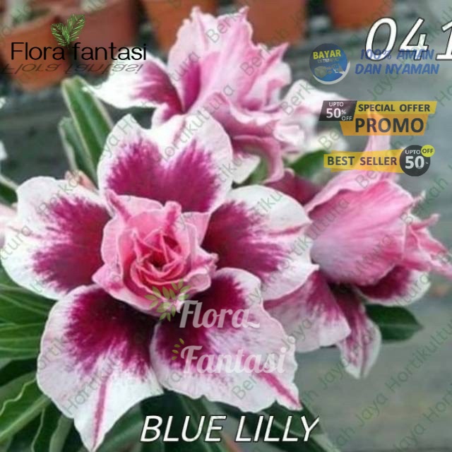 Jual Bibit Bunga Kamboja Adenium Blue Lillyy ( Tanaman hias hidup ...