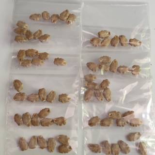 Jual Benih/Biji Pare Belut/Pare Ular | Shopee Indonesia