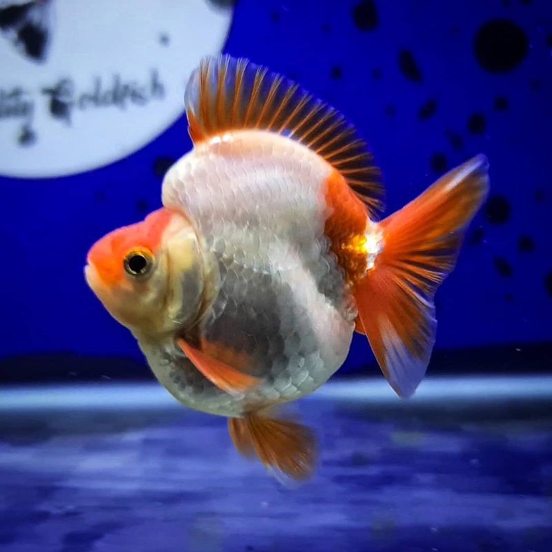 Jual Ikan Mas Koki Ryukin/Riyukin 3-5CM (COD) | Shopee Indonesia