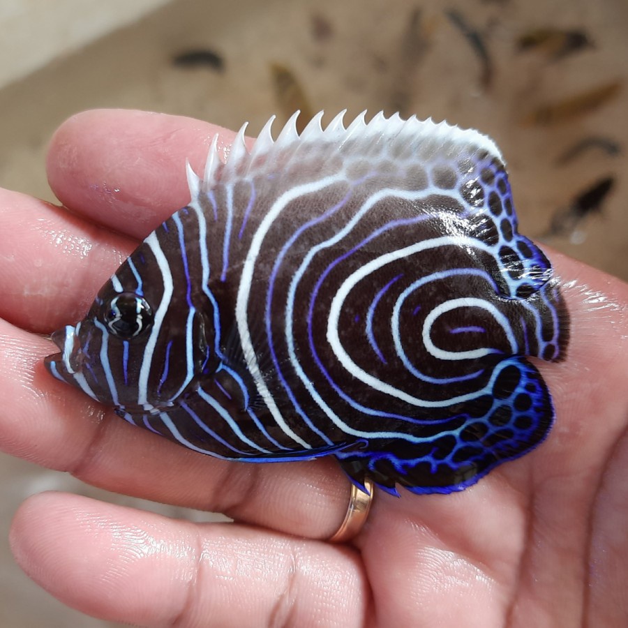 Harga Ikan Hias Laut Angel Asli Terbaru Jan 2025 |BigGo Indonesia