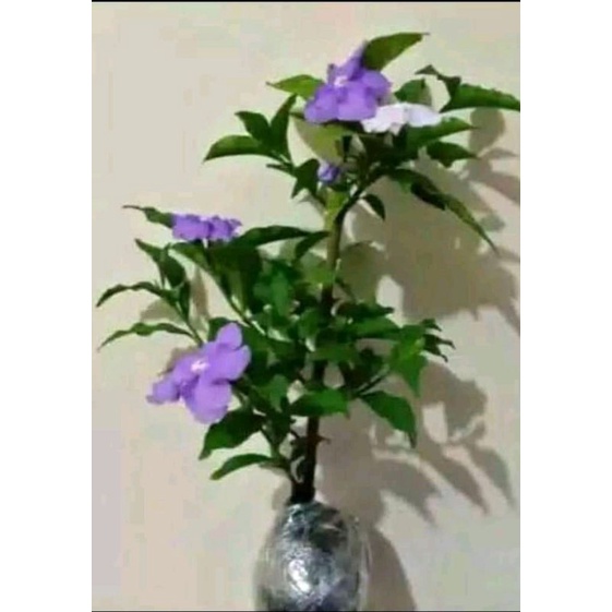 Jual melati Kosta bunga wangi semerbak | Shopee Indonesia