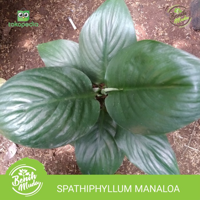 Jual Tanaman Manaloa Spathiphyllum Manaloa Tanaman Indoor | Shopee ...
