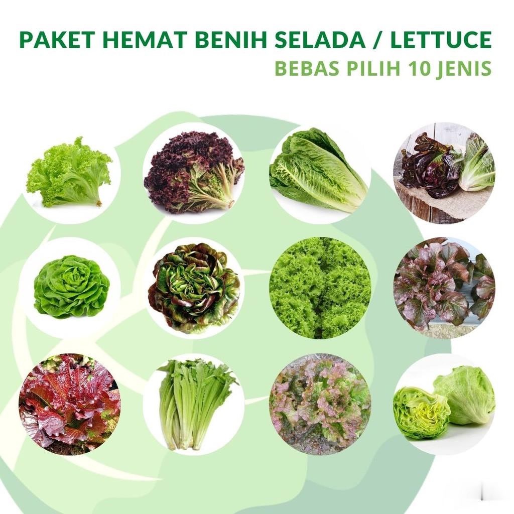 Jual Benih Selada / Lettuce Seeds BEBAS PILIH 10 JENIS Paket Hemat ...
