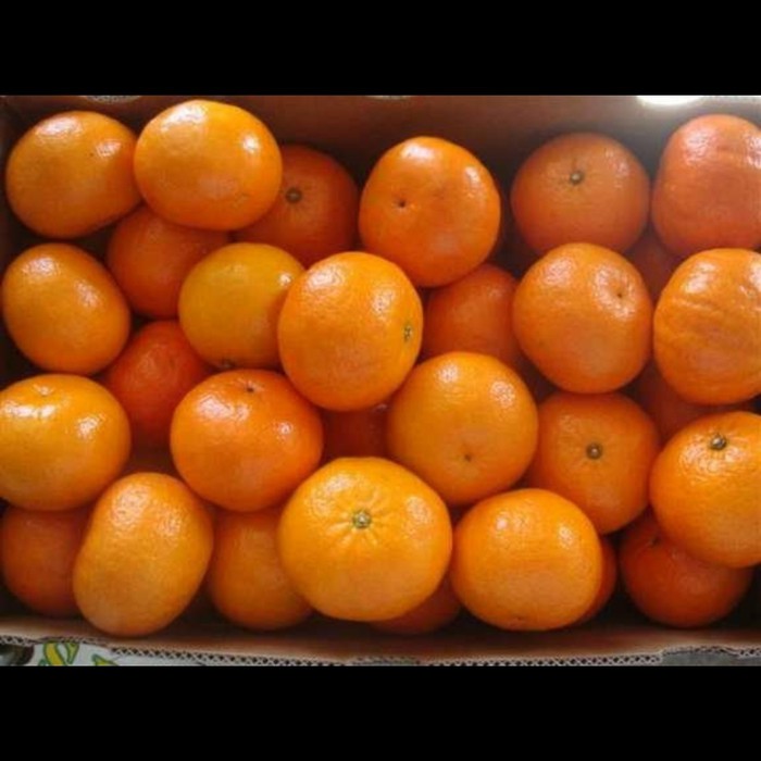 Jual Jeruk Honey Murcot Australia 1 Kg | Shopee Indonesia