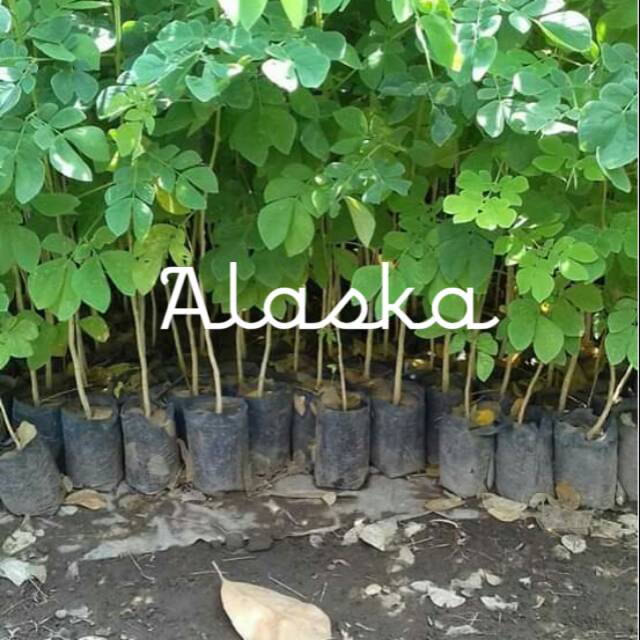 Jual BIBIT POHON TREMBESI TANAMAN KAYU TANAMAN PENGHIJAUAN BIBIT ...