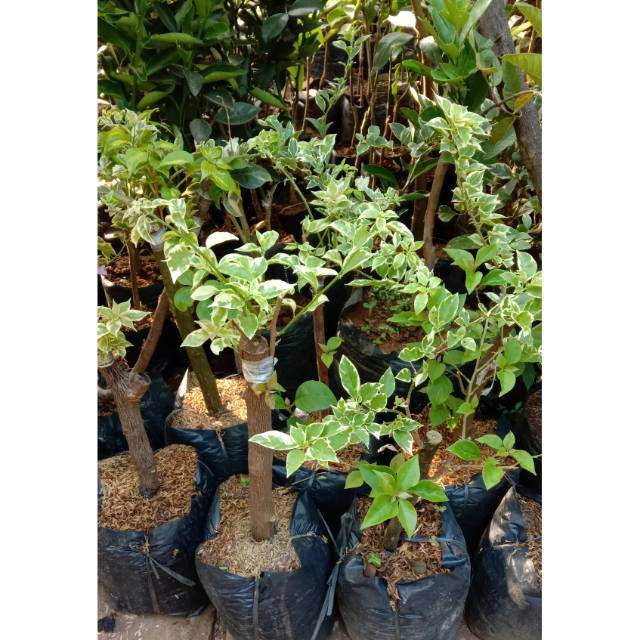 Jual Bibit Bunga Bougenvil // Bibit Bougenville 3 warna | Shopee Indonesia
