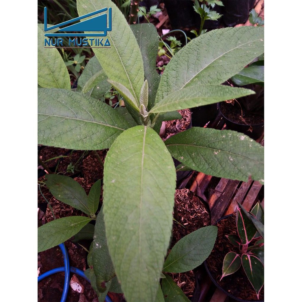 Jual Tanaman Daun Sembung | Shopee Indonesia