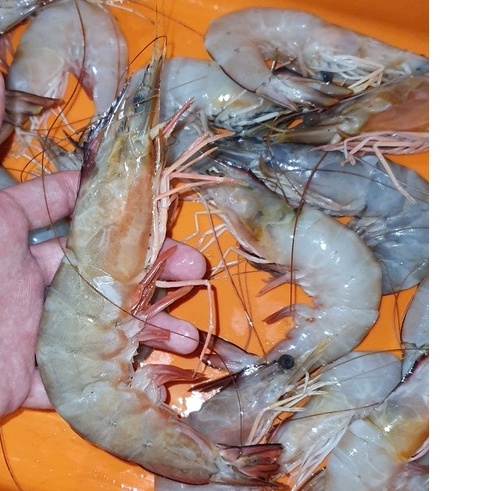 Jual Udang Putih Laut, Jerbung, Windu Beku Segar Per-500gr Udang Laut ...