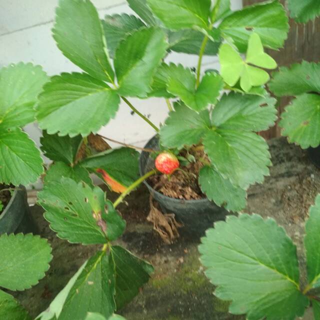 Jual Pohon strawberry | Shopee Indonesia