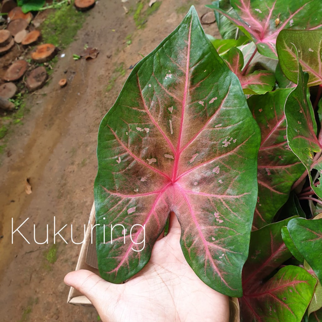 Jual keladi merah jenis spider sp - bibit tanaman hias poular caladium ...
