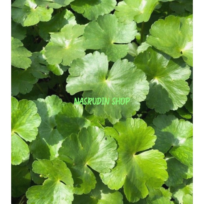 Jual DAUN SEMANGGI GUNUNG ATAU PATIKIM SEGAR | DAUN TIKIM BUKAN DAUN ...