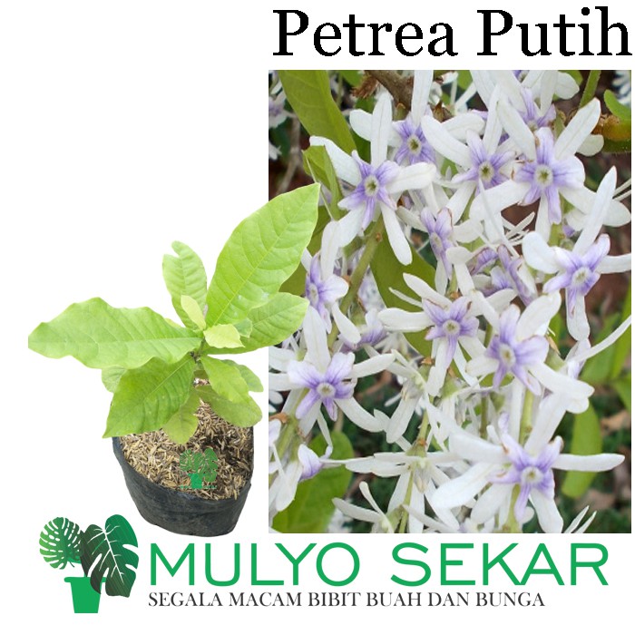 Jual Bunga Merambat Petrea - Tanaman Hias Merambat Bunga Petrea - Bunga ...