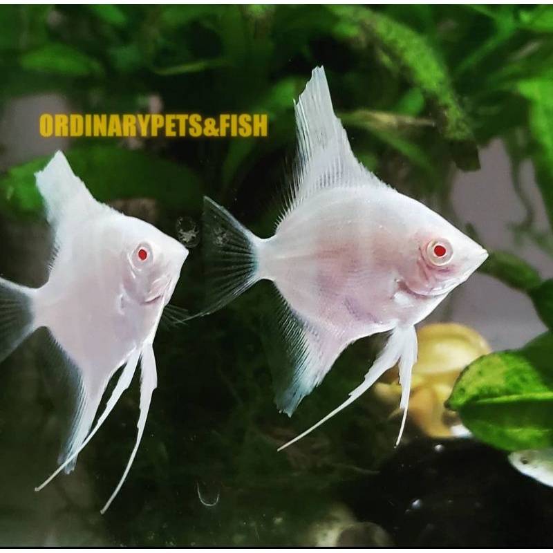 Jual angelfish red eye albinos | Shopee Indonesia