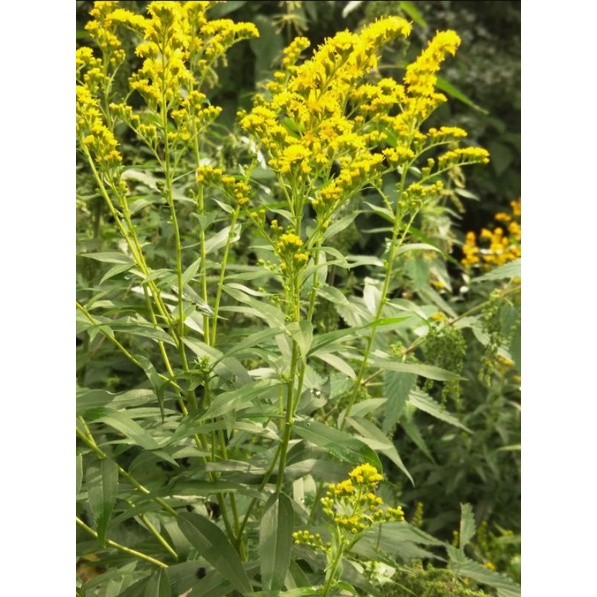 Jual Tanaman Goldenrod, Bunga Goldenrod, Bibit Goldenrod, Solidago ...