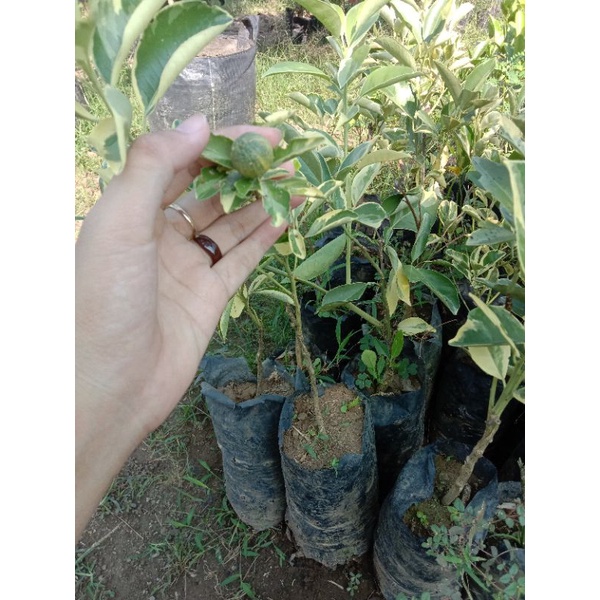 Jual Bibit jeruk kasturi / monde parigata okulasi | Shopee Indonesia
