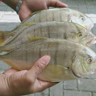 Jual ikan Kuwe Segar 1Kg // Ikan Kuwe Manggali | Shopee Indonesia