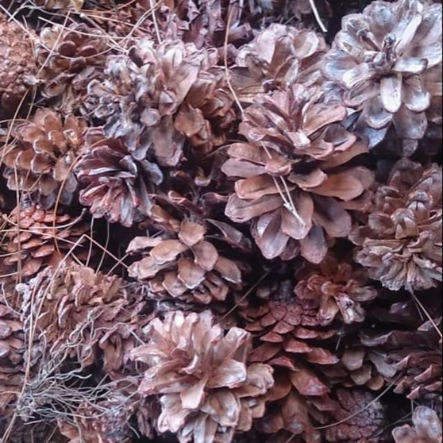 Jual Bunga pinus kering melimpah | Shopee Indonesia
