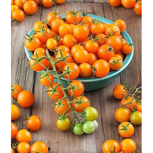 5 Benih Tomat cherry kuning GOLDEN GEM F1 bibit buah / sayuran ceri ...