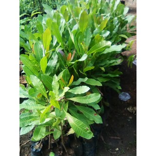 Jual bibit jambu monyet 1 meter // jambu mete // jambu mede | Shopee ...