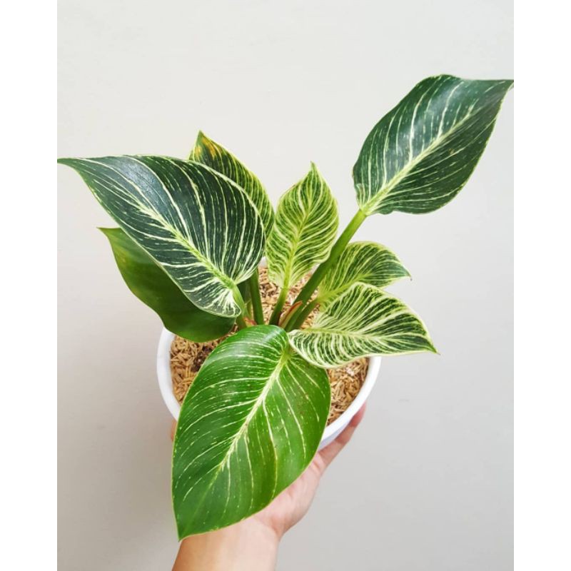 Jual Philo birkin - philodendrom birkin - tanaman hias rare aroids ...