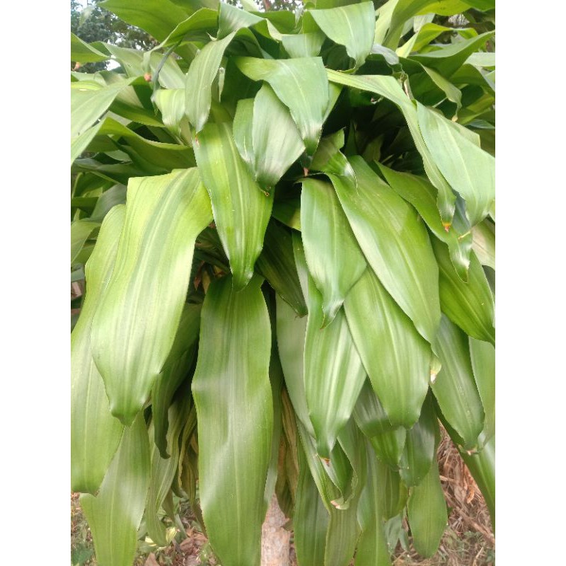 Jual Daun hanjuang atau Daun Andong segar 30lembar | Shopee Indonesia