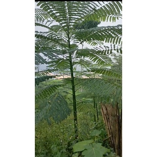 Jual Schizolobium Parahyba/Solobium/Pakis Brazil | Shopee Indonesia