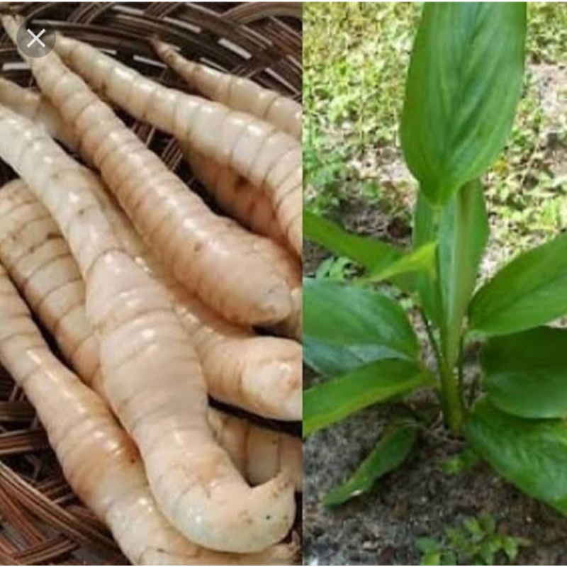 Jual Jual Umbi Garut Segar 1 kg | Shopee Indonesia