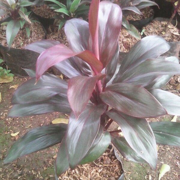 Jual Tanaman Hanjuang Kemoceng Mini / Andong Merah Mini tanaman Hias ...