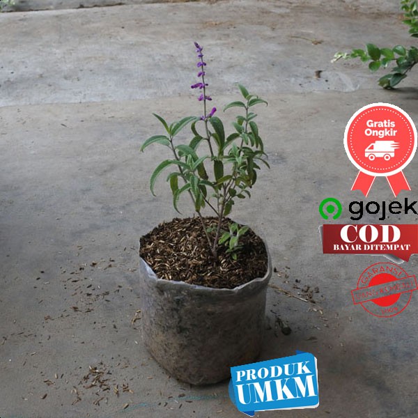 Jual Tanaman hias Salvia bunga ungu holland LAVENDER PALSU - salvia ...