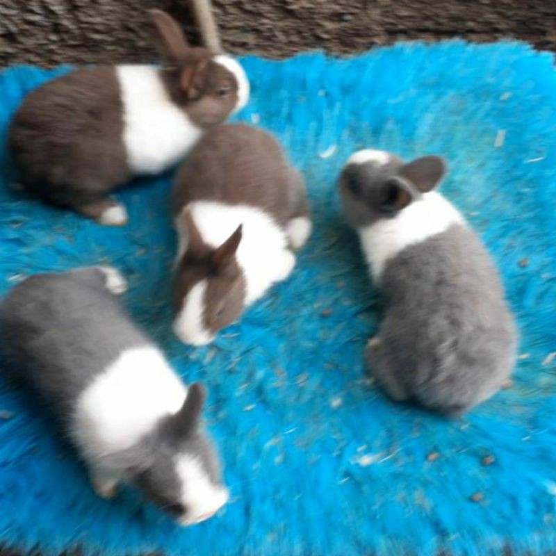 Jual kelinci hias mini dutch | Shopee Indonesia