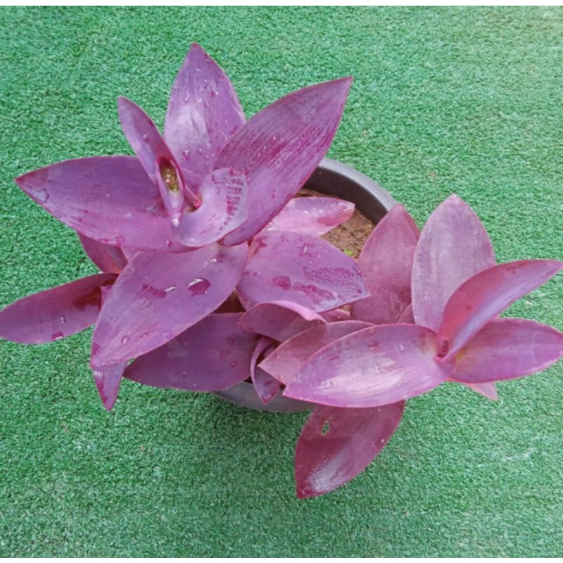 Jual Tanaman hias adam hawa ungu / dijual per 1 Pohon dan tanpa pot ...