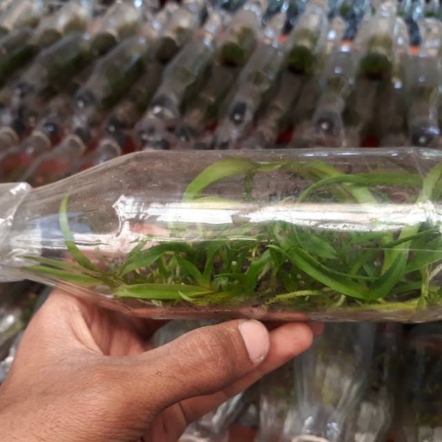 Bibit botol anggrek cattleya Hybrid | Shopee Indonesia