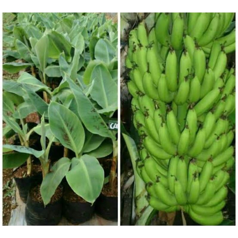 Jual Bibit buah pisang ambon masak berwarna kuning bukan hijau full ...