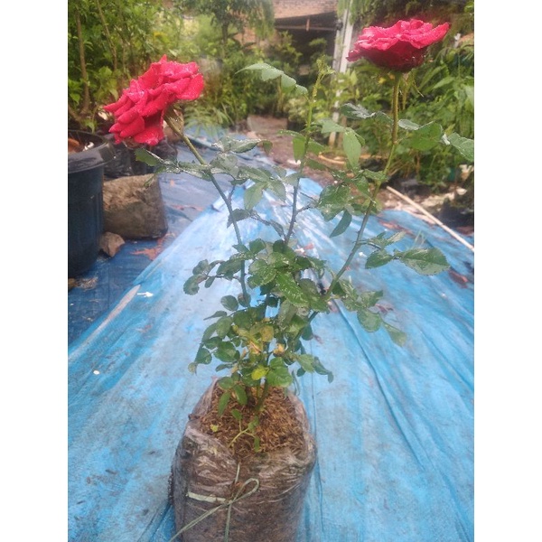Jual pohon mawar | Shopee Indonesia