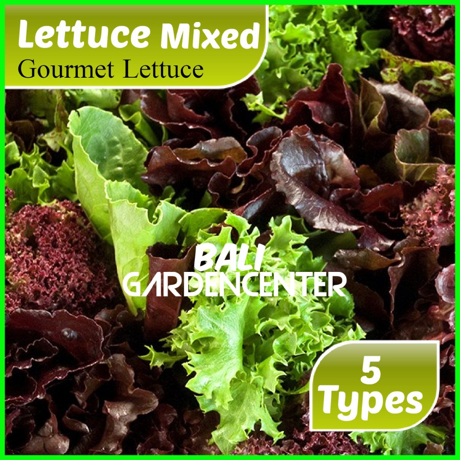 Jual Paket Benih Isi 5 Jenis Benih Sayuran Selada Indonesia|Shopee ...