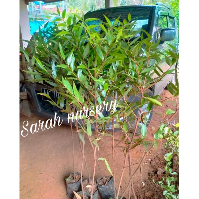 Jual PROMO - bibit tanaman kayu damar - tanaman penghijauan dan peneduh ...
