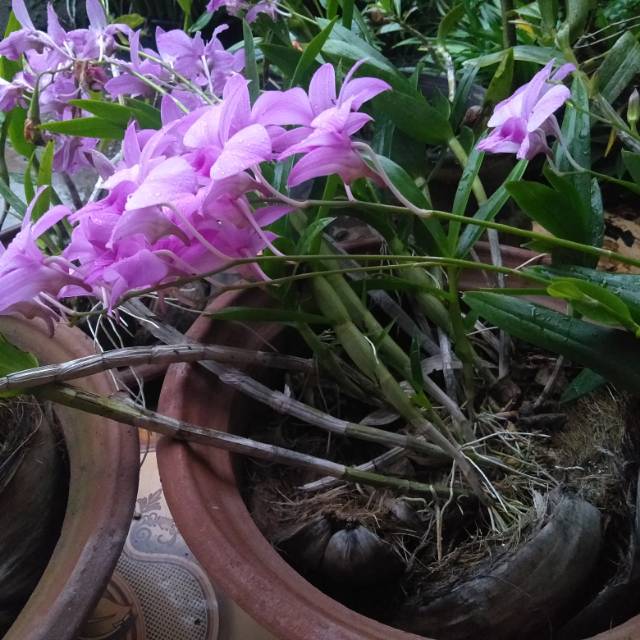 40+ Download Gambar Bunga Anggrek Ungu Super Keren - Informasi Seputar ...