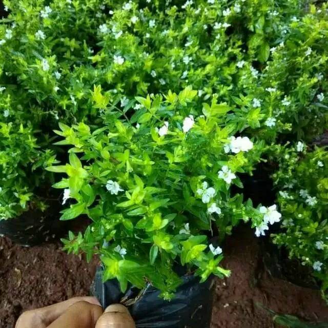 Jual tanaman hias taiwan beauty bunga putih - bunga taiwan - pohon ...