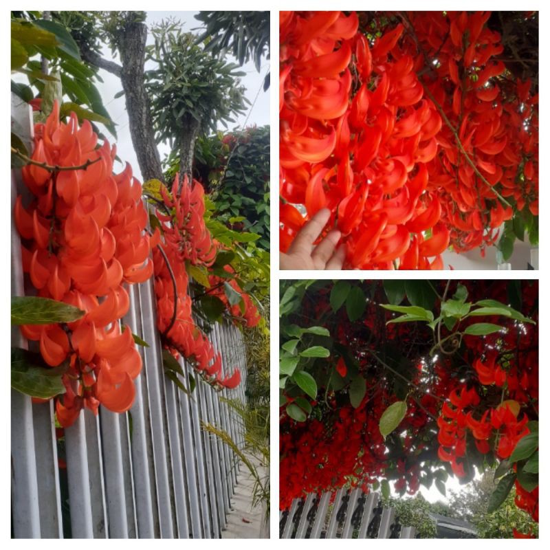 Jual tanaman rambat bunga flame of irian | Shopee Indonesia